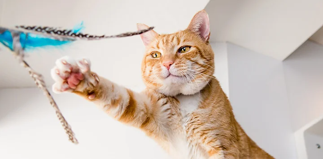 Decoding Your Cat’s Language: A Comprehensive Guide to Understanding ...