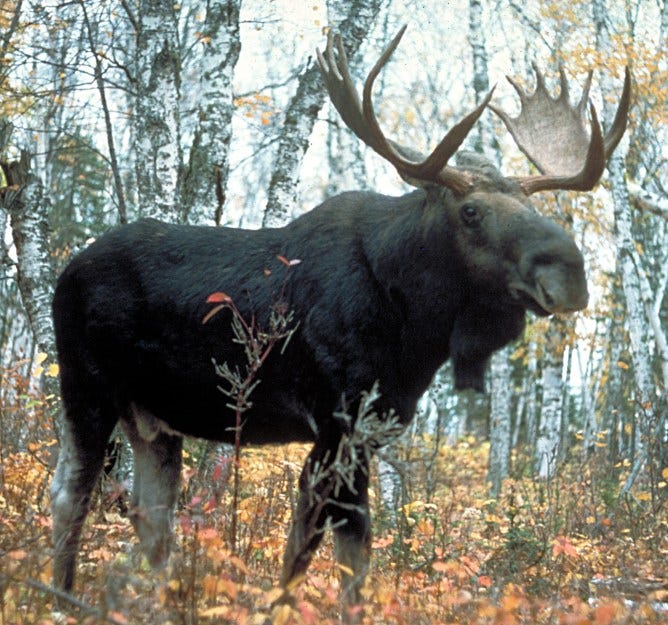 Taming the Moose: Picking the best way to subclass Perl methods | by ...