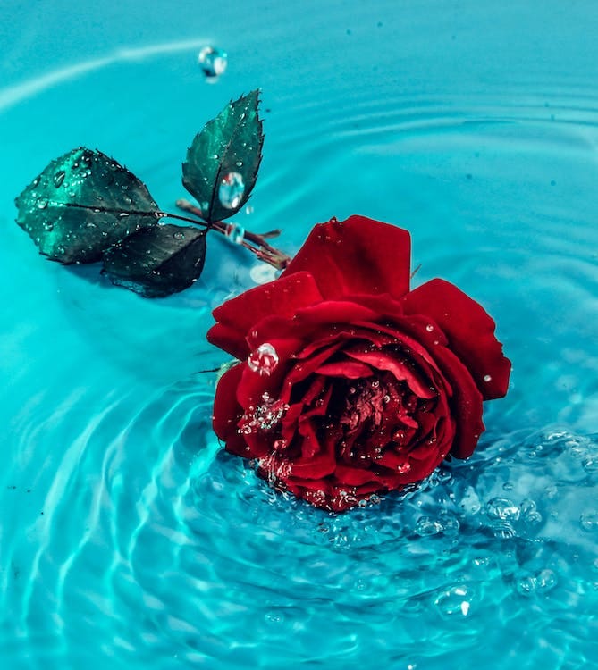 Love Blood and Smile. For all of us… cursed/blessed to be… | by Darian ...