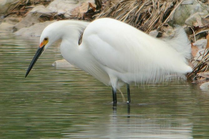 Birds of a Feather: How the Audubon Society and Vegetarians Shaped the ...