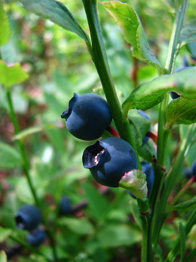 World War II’s Secret Weapon — Whortleberries: A Botanical History | by ...