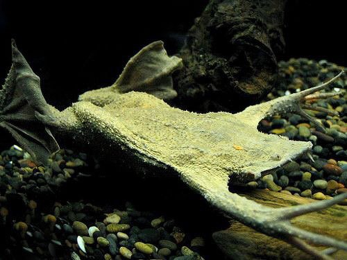 Amphibian of the Week #2. It is Toad Thursday!!! This week’s… | by ...