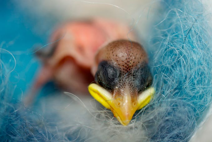 The Myth Surrounding Baby Songbirds | by Chantal Theijn | The Natural ...