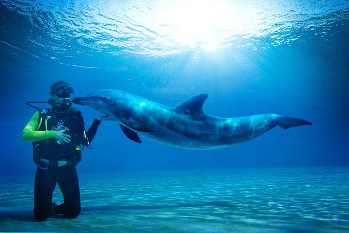 Palm Jumeirah’s Top Thrilling Water Sports and Activities (2023) | by Jasika | Medium