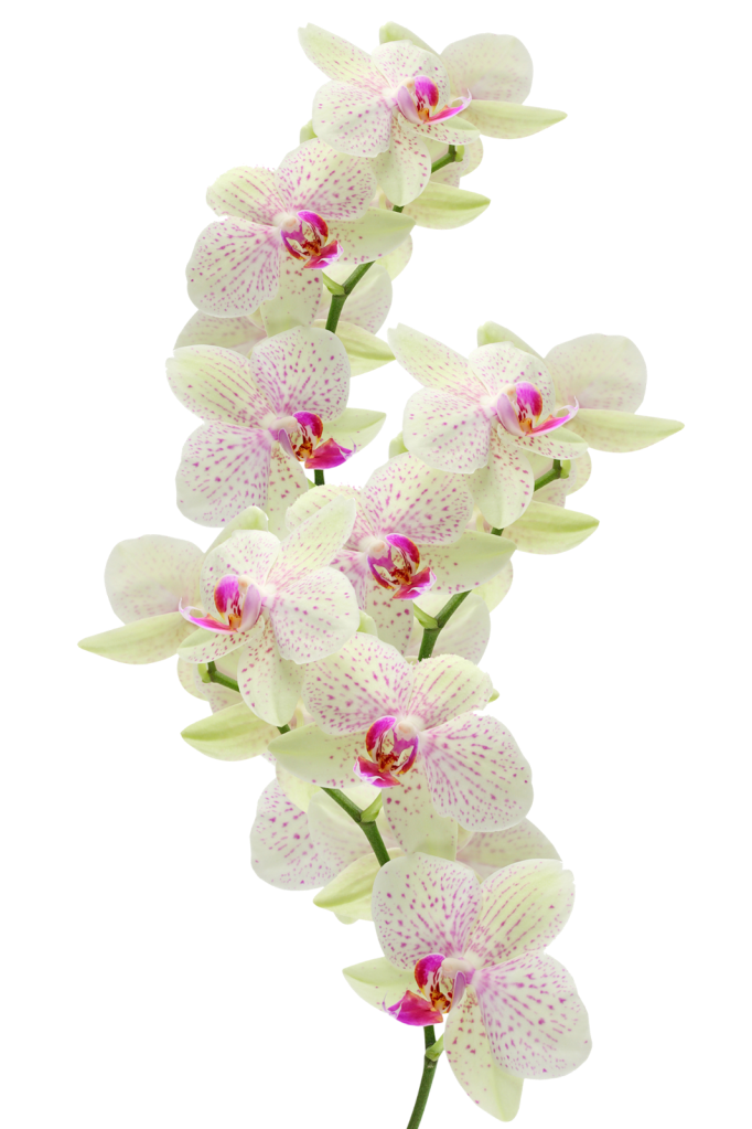 Thriving Together: A Comprehensive Care Guide for Orchid Enthusiasts ...