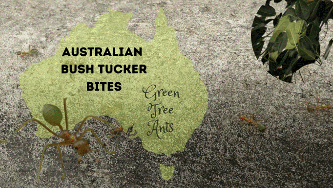 Harvest this bush tucker with care! Australian Bush Tucker Bites ...