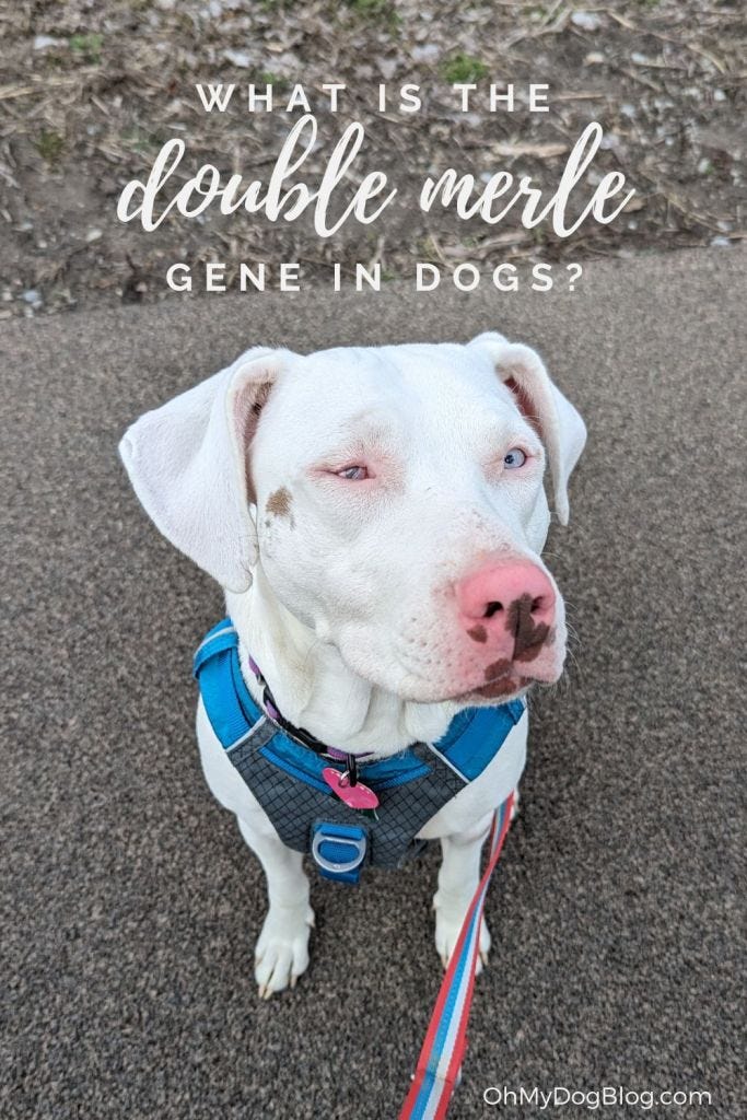 WHAT IS THE DOUBLE MERLE GENE?. When we adopted Penny from a rescue ...