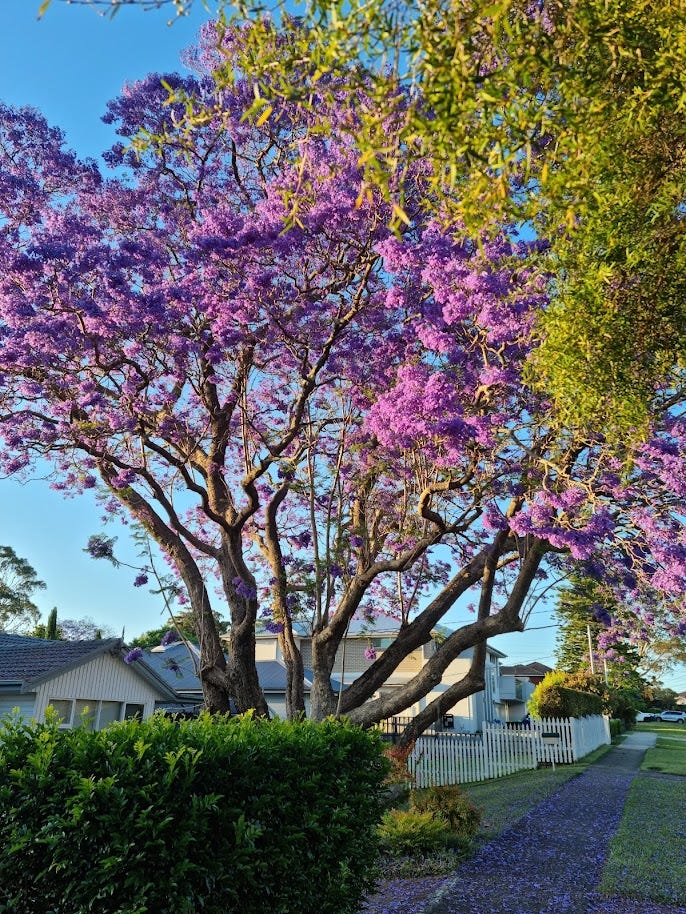 A House with a Jacaranda Tree🏡. Sydney at the moment is blazing with ...
