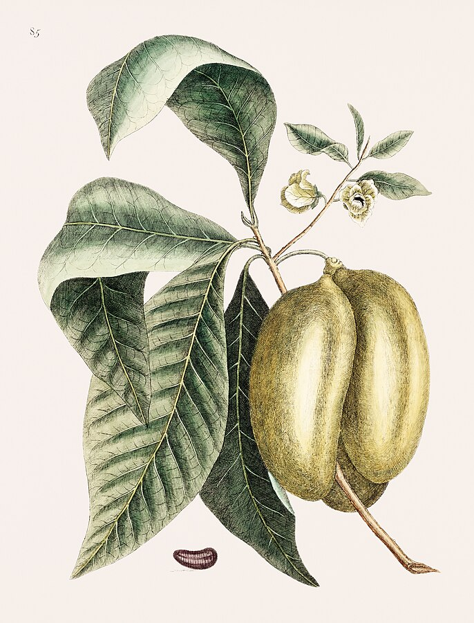 Bananas From the Prairie: Pawpaw — A Botanical History | by Danielle ...