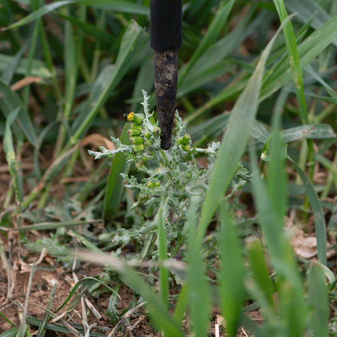 Small Robot Company Announce Non-chemical Weeding Zapping with Rootwave ...