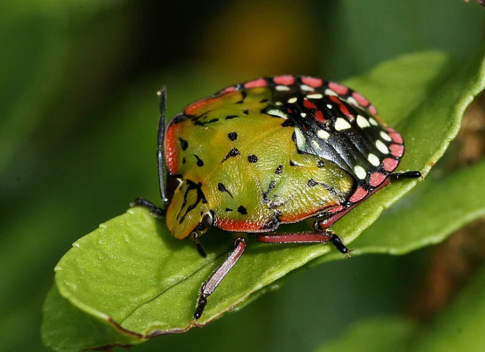 The Ultimate Guide to Plant-Friendly Insects: Nature’s Little Allies ...