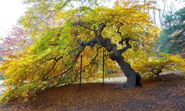 The Best Moments in a Tree’s Life: A Journey via Nature’s Masterpiece ...