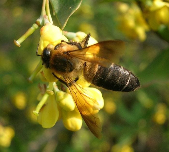 The Largest Bee in the World and Its Hallucinogenic Honey | by Daniel ...