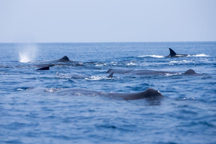 Maru Went Deep. This little scrap of fiction about orca… | by Donn Denman | Jul, 2024 | Medium