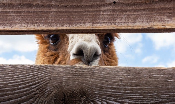 Getting Started with Alpaca Trading APIs (Python Tutorial) | by Marie ...