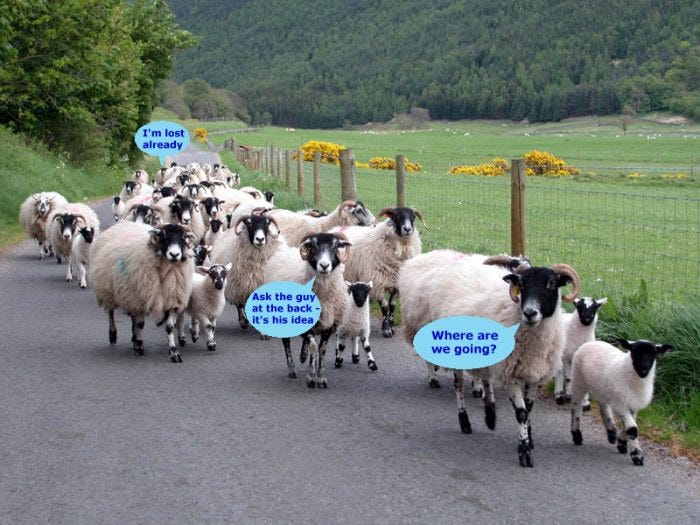 Are You a Sheeple When Setting School’s Fees? | by David Garden | Medium
