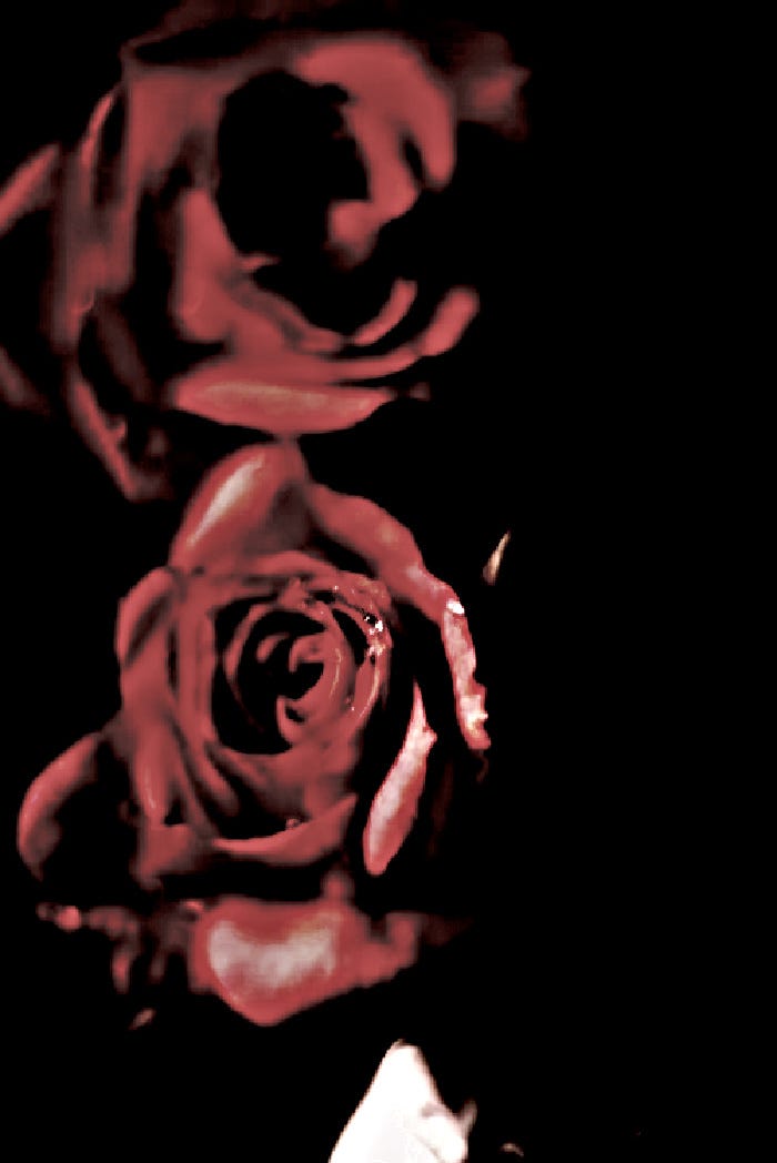 Thirteen Red Roses. Flash Fiction by Hillary Lyon | by The Yard | Medium