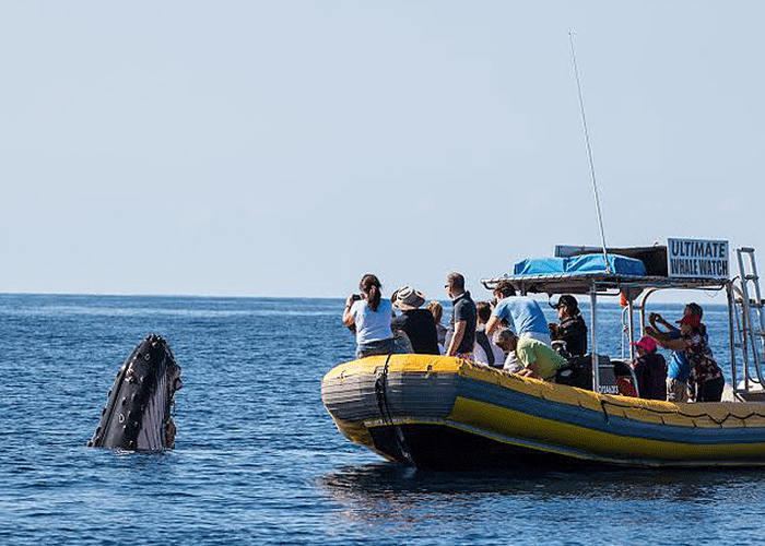 The Ultimate Maui Adventure. Our breathtaking ocean tours will show ...