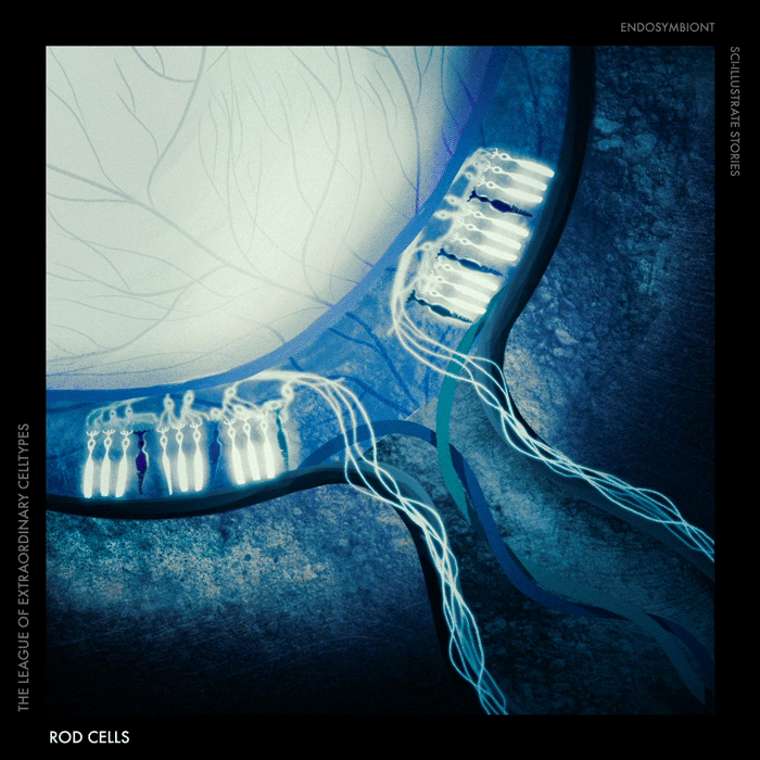Rod cells. The Heroes of the Night | by Sci-Illustrate | Sci-Illustrate ...