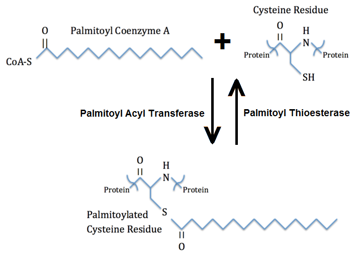 Predicting Palmitoylation Sites in Protein Sequences | by Aditya M | Medium