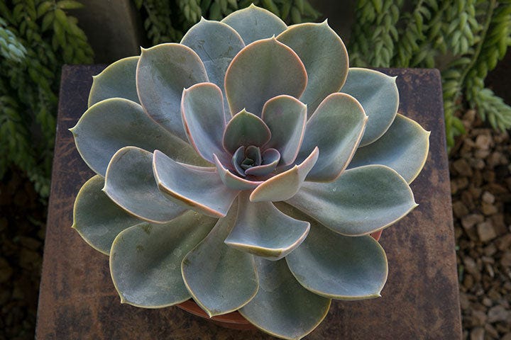 How Not to Ruin Your Succulents. A beginner’s guide to succulent care ...