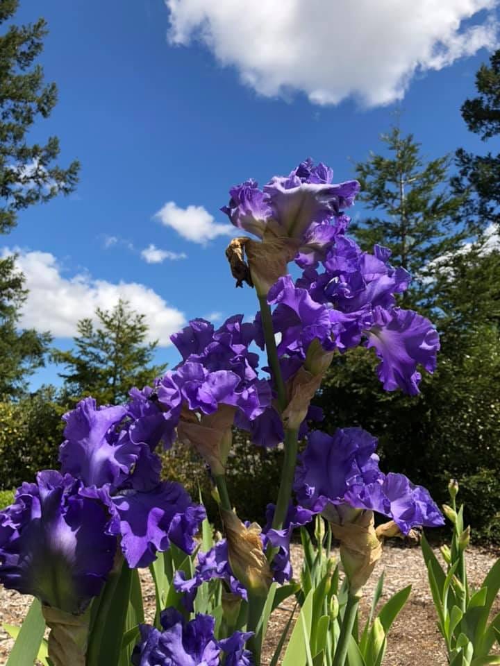 April 2021-A Haiku Diary - Tamar Enoch - Medium