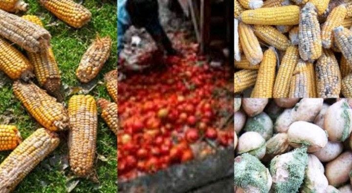 Unlocking the Hidden Costs: Tackling Food Loss for a Sustainable Future ...