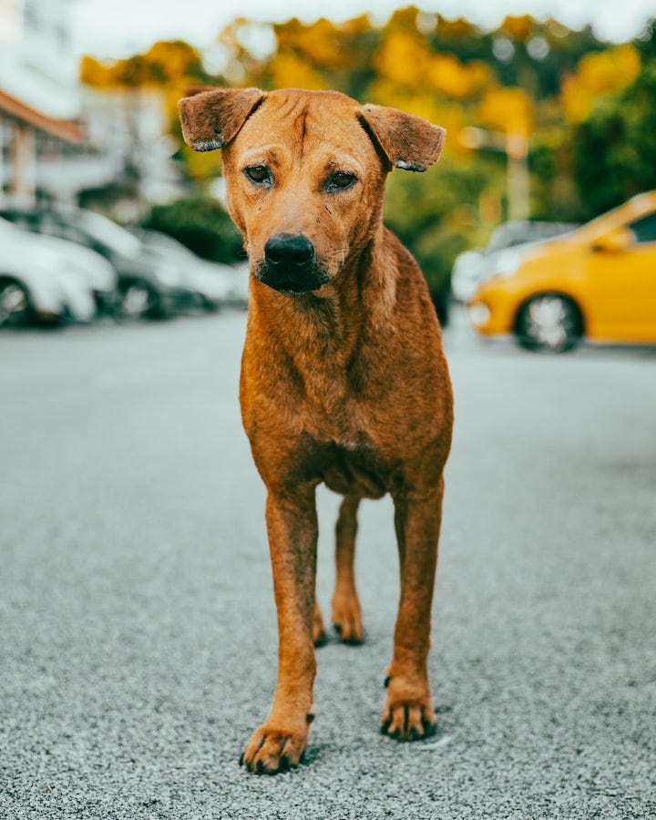 Misguided Mutt Clarity in words and actions. | by VAGHADIYA KARAN ...