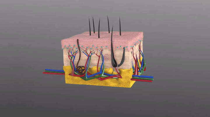 What is The Integumentary System? | by Amirali Banani | Maverick’s Mind ...