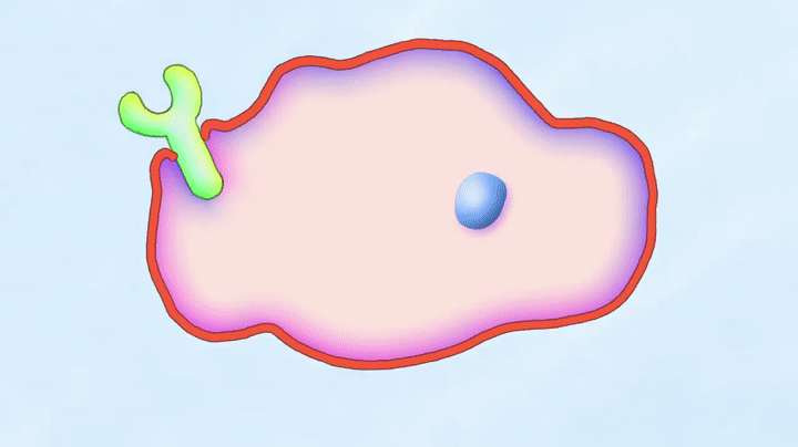 What Does The Endocrine System Do? | by Amirali Banani | Insights of ...