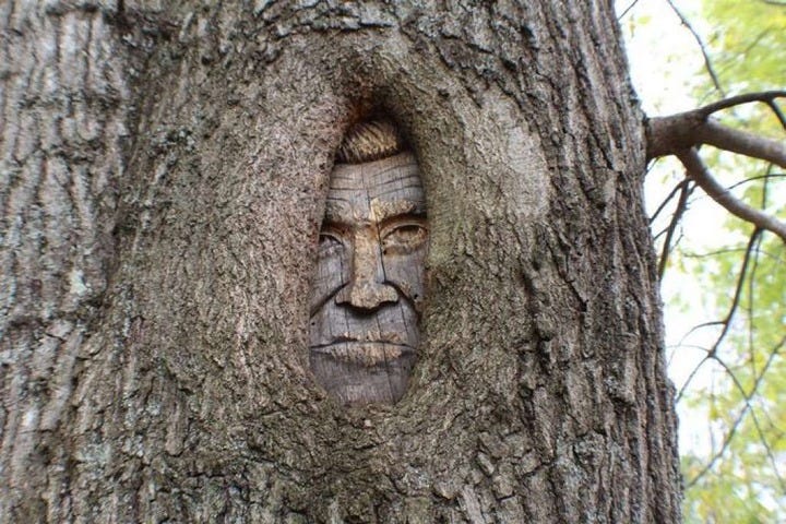 Photos Of Trees With Strange Shapes That Exist | by The Crime ...