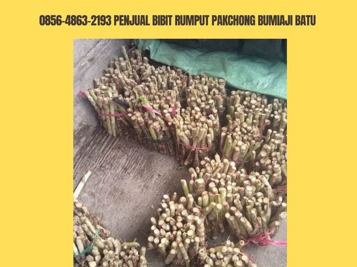 BISA COD 0856–4863–2193 Rumput Pakan Sapi Pedaging Bumiaji Bumiaji Batu ...