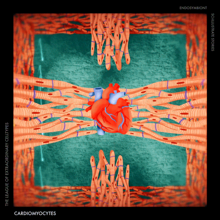 Cardiomyocytes. Natural pacemakers | by Sci-Illustrate | Sci-Illustrate ...