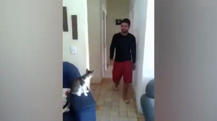 GIF of the cat high-fiving and fist-bumping a man | by Lauren W | Medium