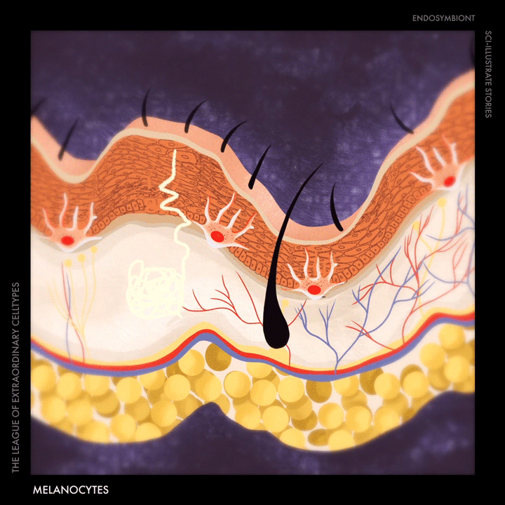 Melanocytes. Melanocytes: skin’s defenders against… | by Sci-Illustrate ...
