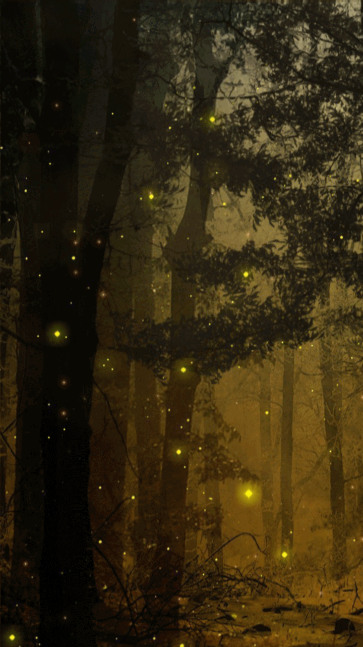 Fireflies: the imposter.. Immediately after I finished my dinner… | by ...