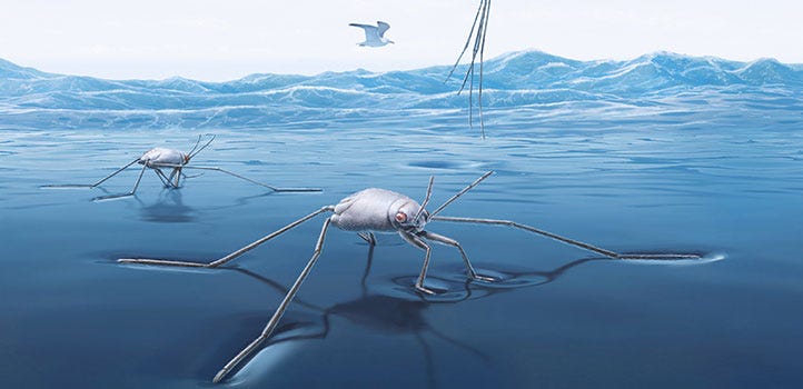 Meet the only Ocean’s only insect | by Mike Cee | Bluethoughts | Medium