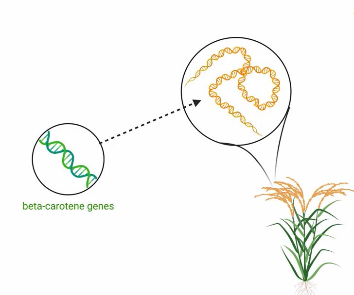 Gene Engineering Help to solve golden rice Problem | by Navindu ...