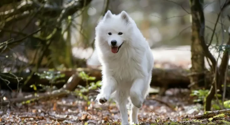 Teacup Miniature Samoyed: Everything You Need to Know | by Othmane ...