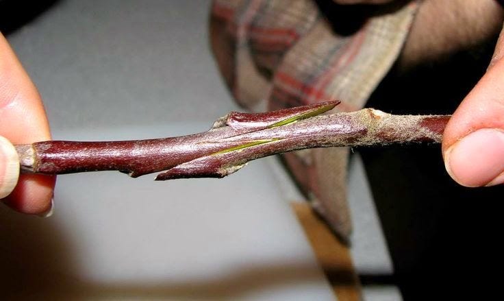 Grafting Fruit Trees: A Step-by-Step Guide | by GPT-5 | Medium