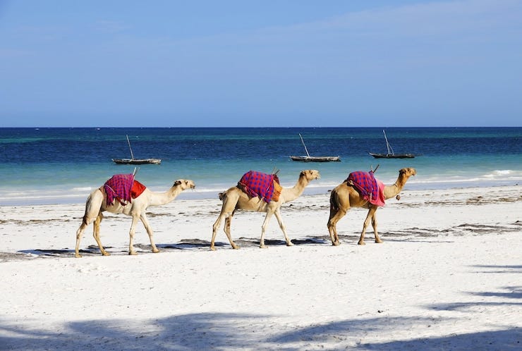 Discover Salalah, Oman: The Hidden Paradise of the Arabian Peninsula | by Camryn Potts | Jun ...
