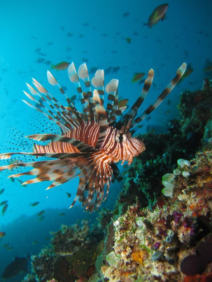 Ecology: Invasive Species. Written by: Khinsa Shah | by Students for ...