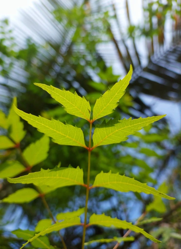 Benefits of neem for skin. Native Neem Product information | by ...