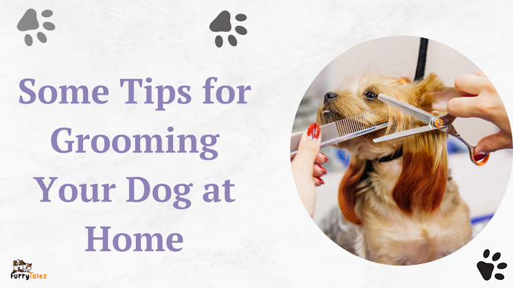 Some Tips for Grooming Your Dog at Home - Furrytalez - Medium