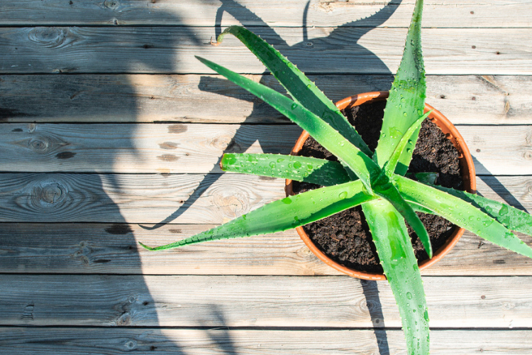 Unlock the Secret to Radiant Skin With The Incredible Benefits of Aloe Vera Gel | by Martin ...