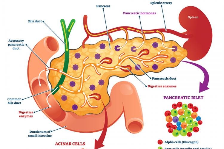 What is the relationship between diabetes and the pancreas? | by ...