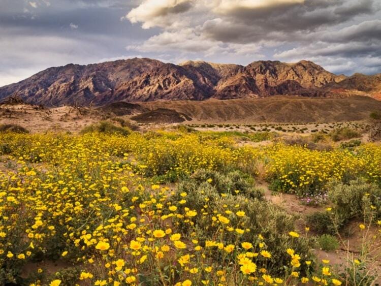 Death Valley in Bloom. Southern California’s Mojave Desert… | by ...