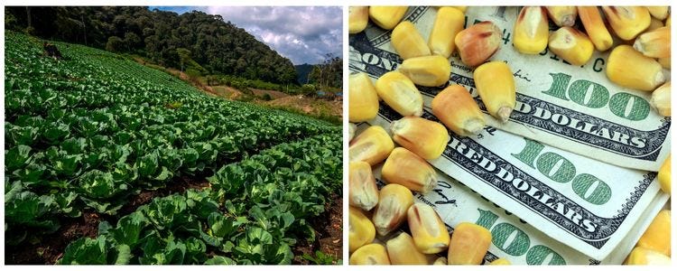 A Beginner’s Guide to Agro Commodities Trading | by Pl Global | Medium
