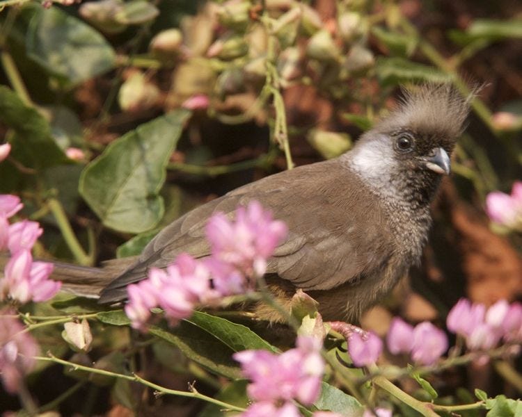 Speckled Mousebird. An African bird that runs like a mouse | by John ...