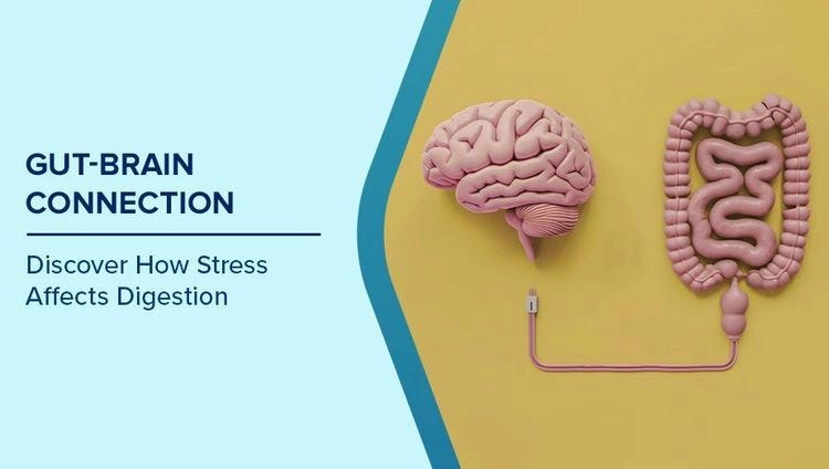 The Hidden Cortisol-Gut Connection: Why Your Stress Won’t Go Away (Even ...
